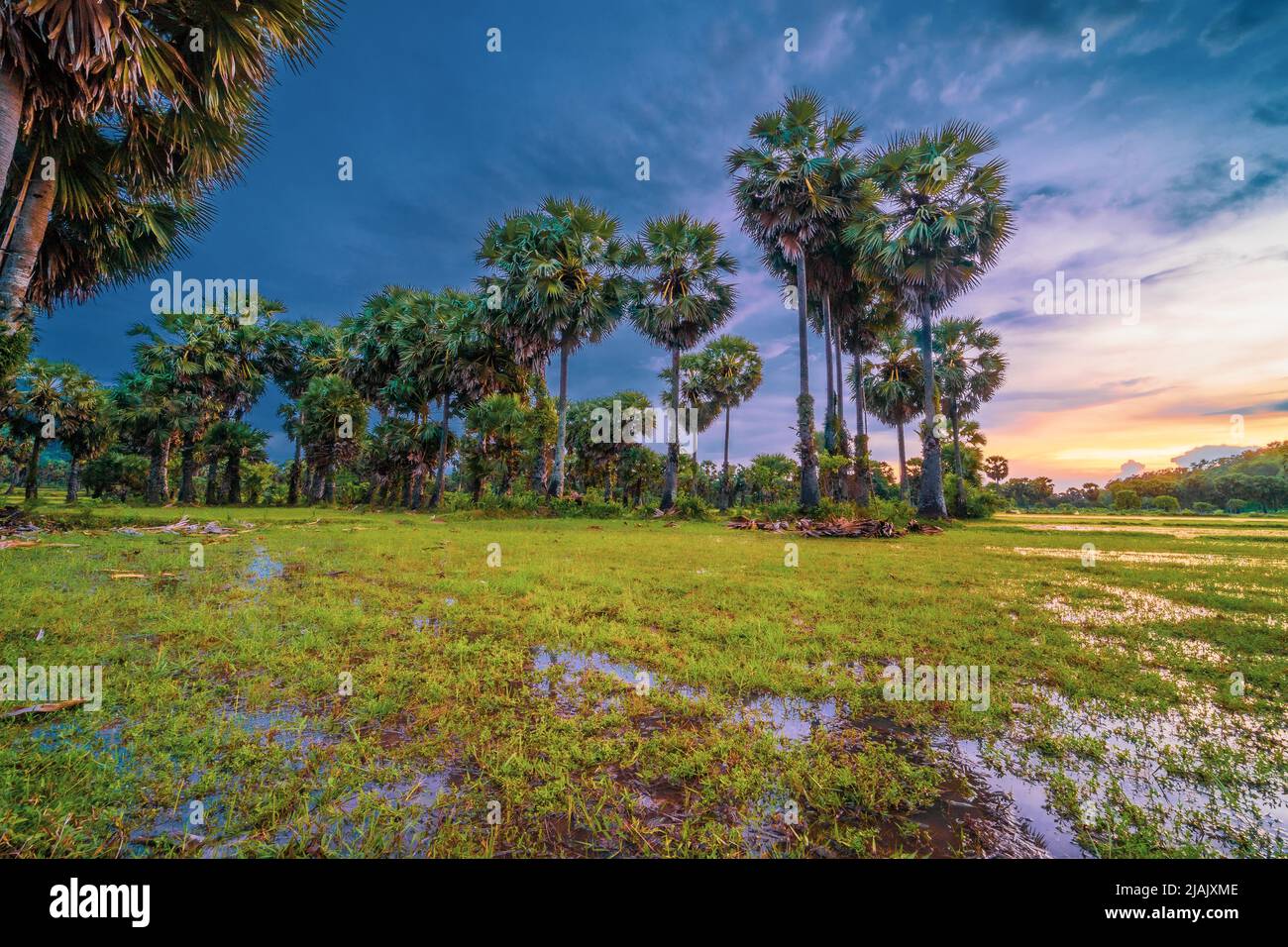 Aerial view of fresh green and yellow rice fields and palmyra trees in ...