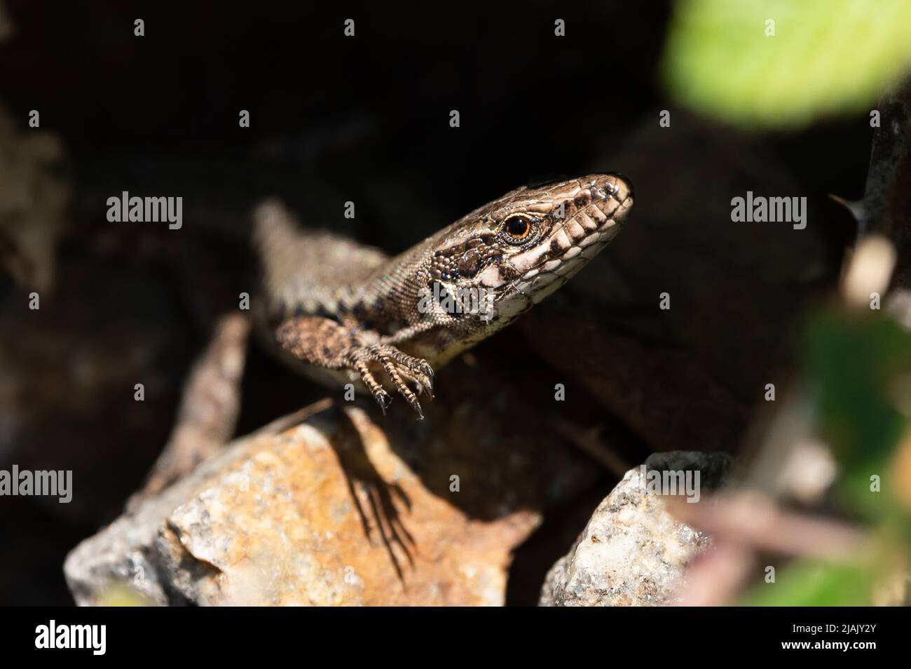 Hausach, Germany. 18th May, 2022. A lizard enjoys the sun near the ...