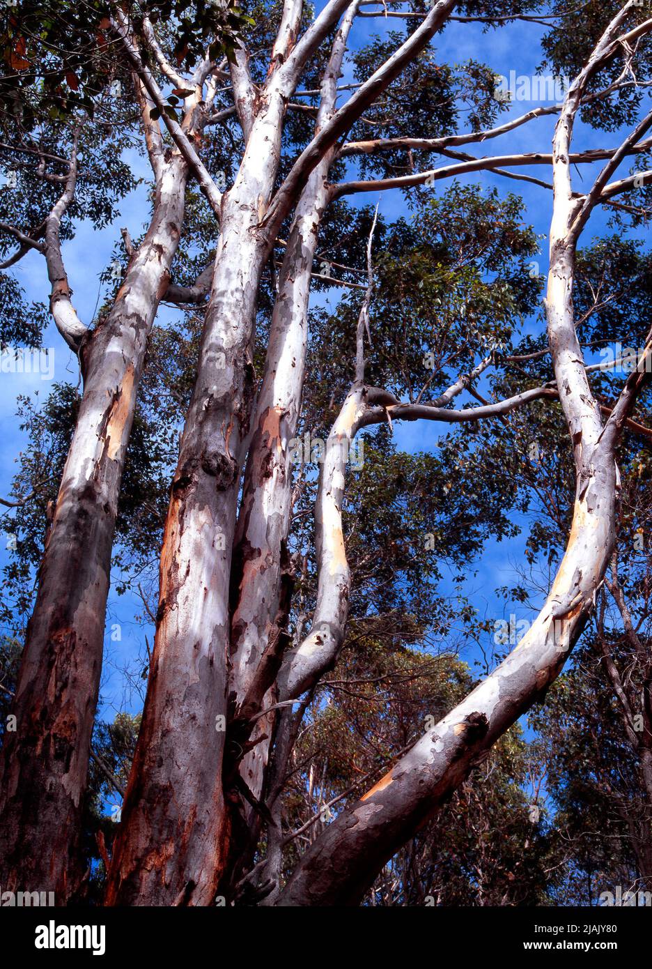 Eucalyptus Karri Trees Stock Photo - Alamy