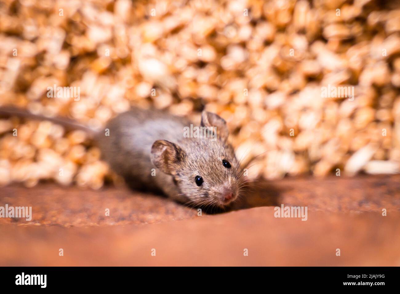 Domestic mice are caught in grain storage. Damage to the wheat crop by ...