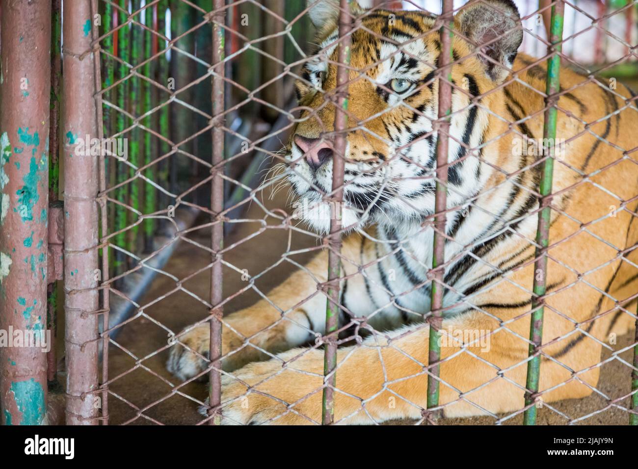 Sad beautiful white tiger hi-res stock photography and images - Alamy
