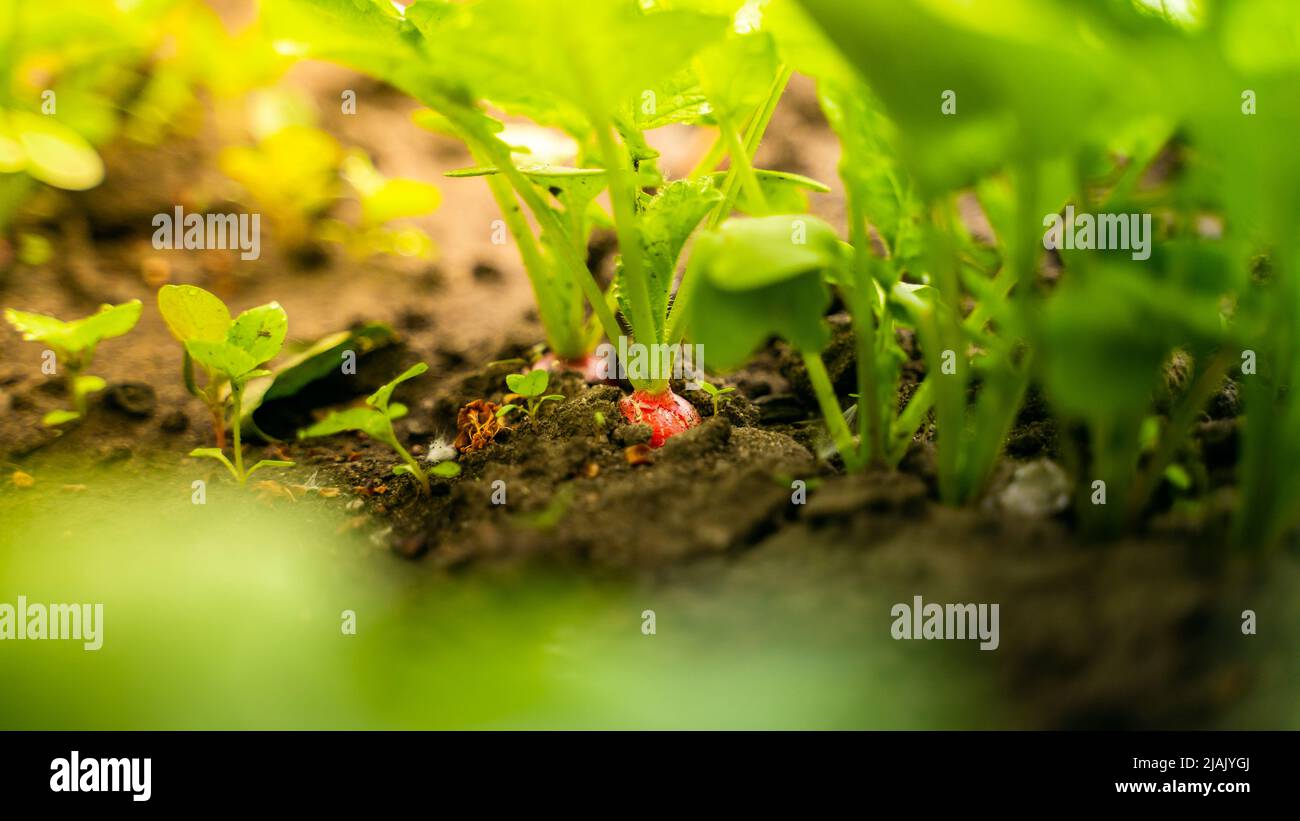 Red ripe radish root close-up in vegetable garden soil Stock Photo - Alamy