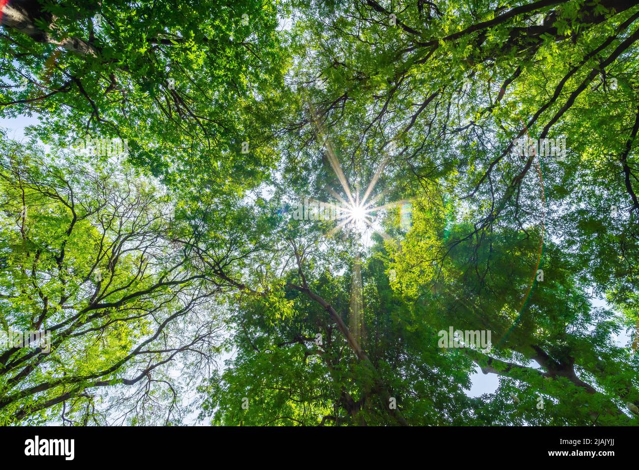 Forest, lush foliage, tall trees. Tree with green leaves and sun light ...
