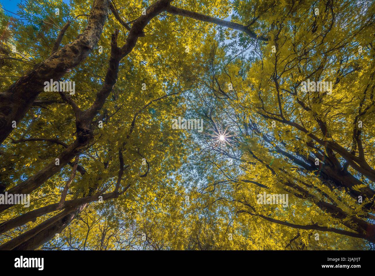Forest, lush foliage, tall trees. Tree with green leaves and sun light ...