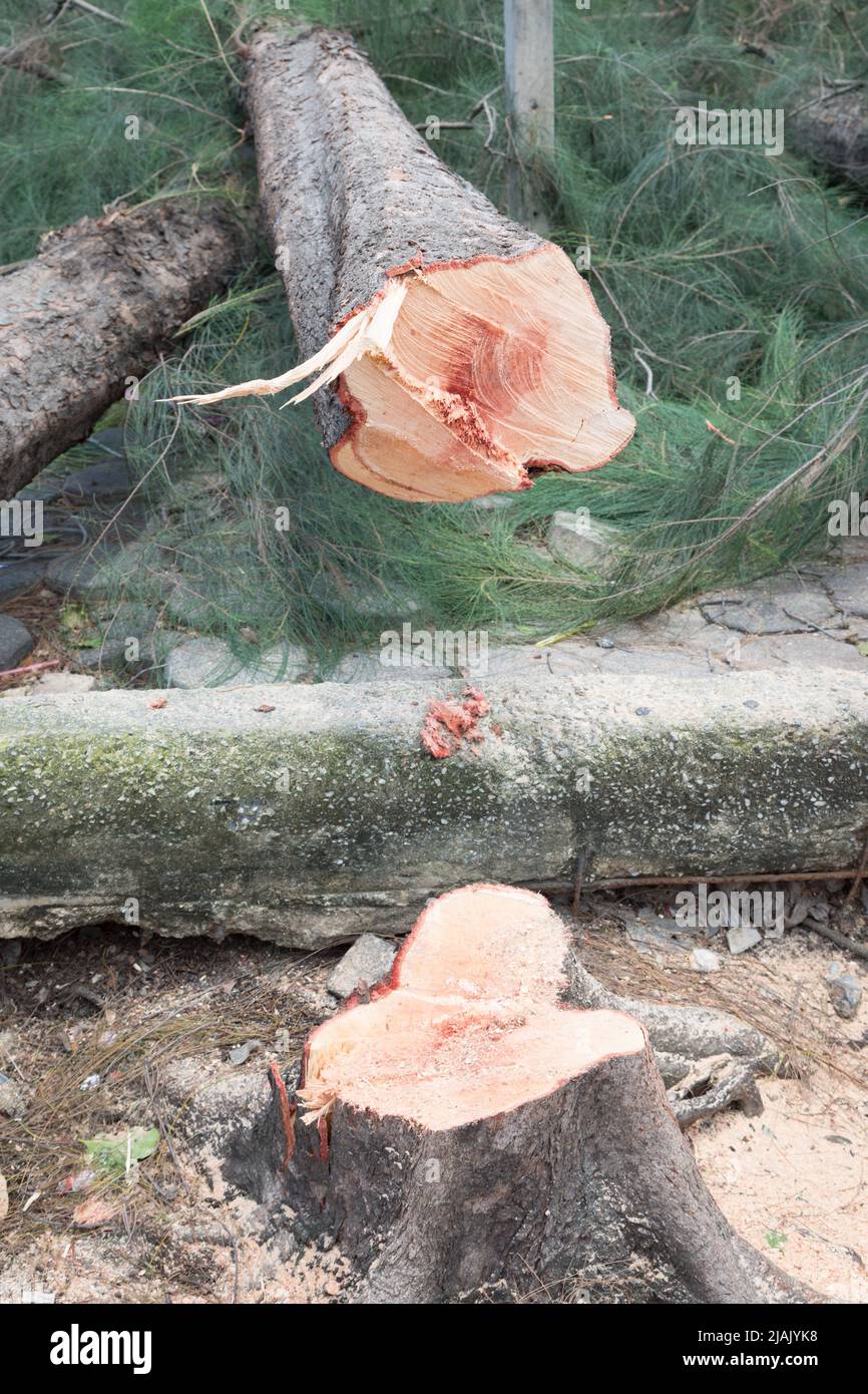 Cut down pine tree nature background Stock Photo - Alamy