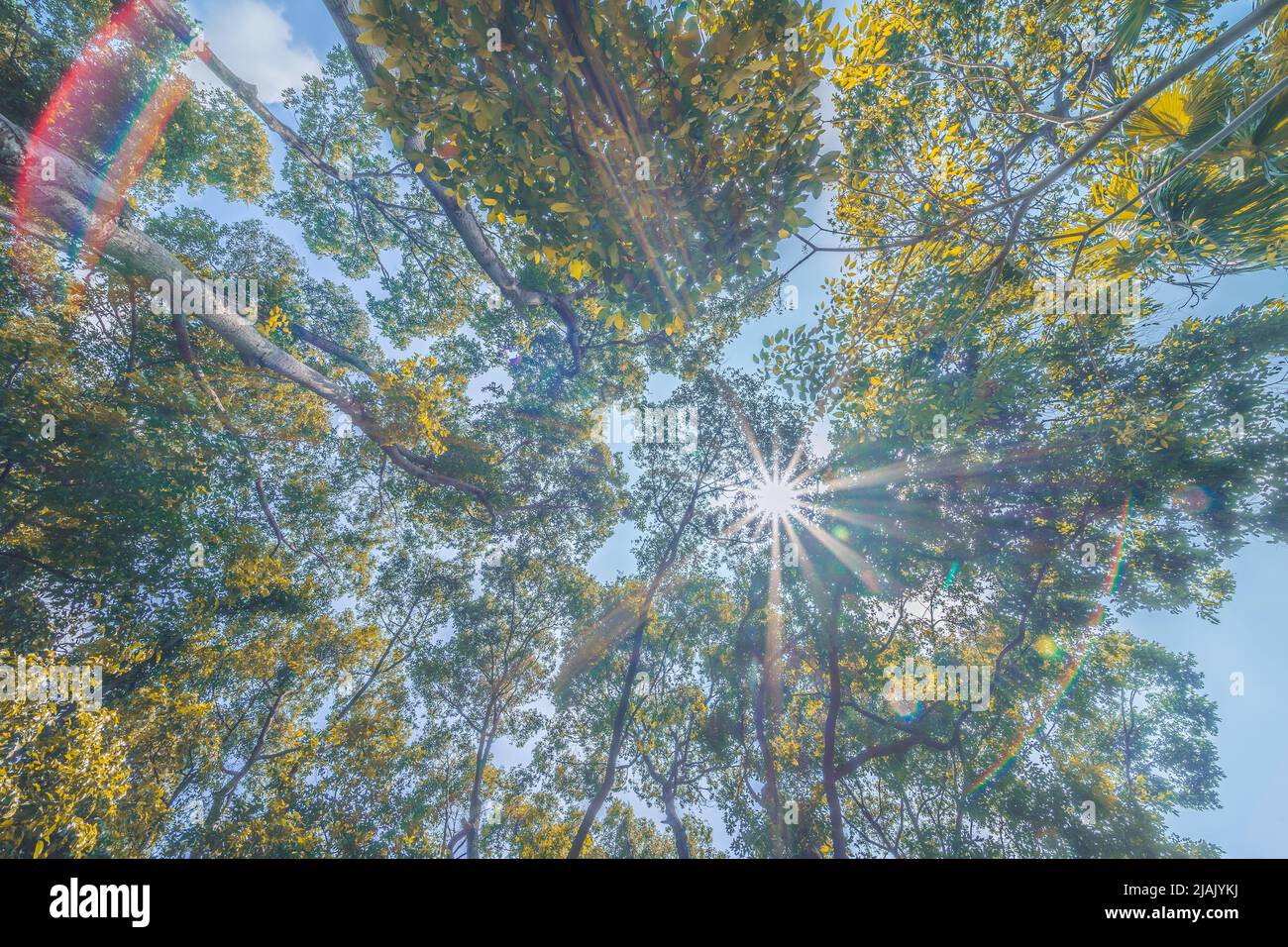 Forest, lush foliage, tall trees. Tree with green leaves and sun light ...