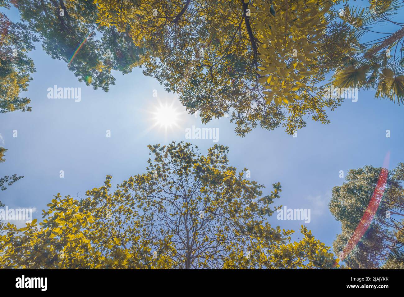 Forest, lush foliage, tall trees. Tree with green leaves and sun light ...