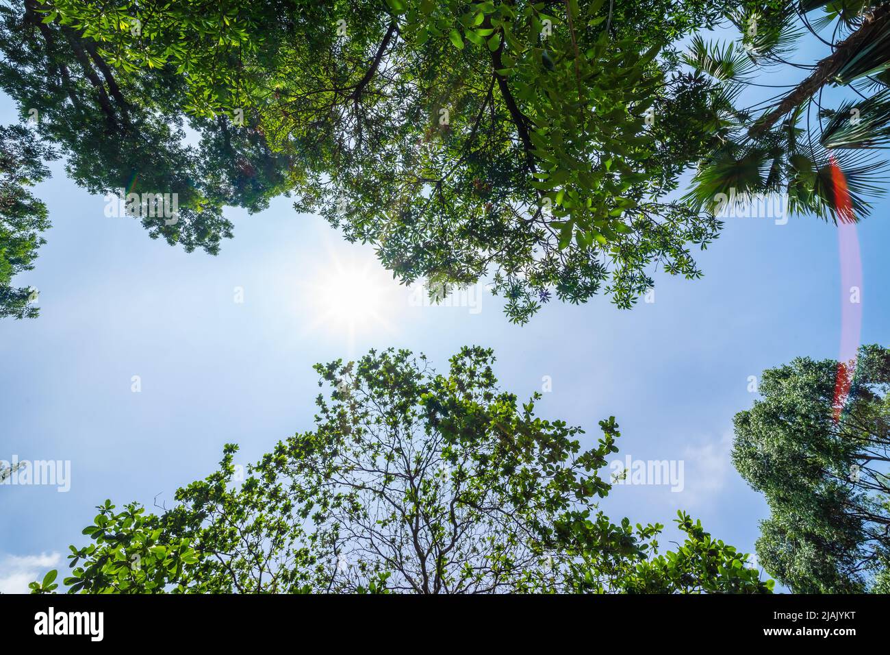 Forest, lush foliage, tall trees. Tree with green leaves and sun light ...