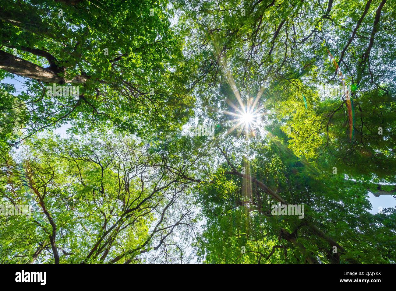 Forest, lush foliage, tall trees. Tree with green leaves and sun light ...