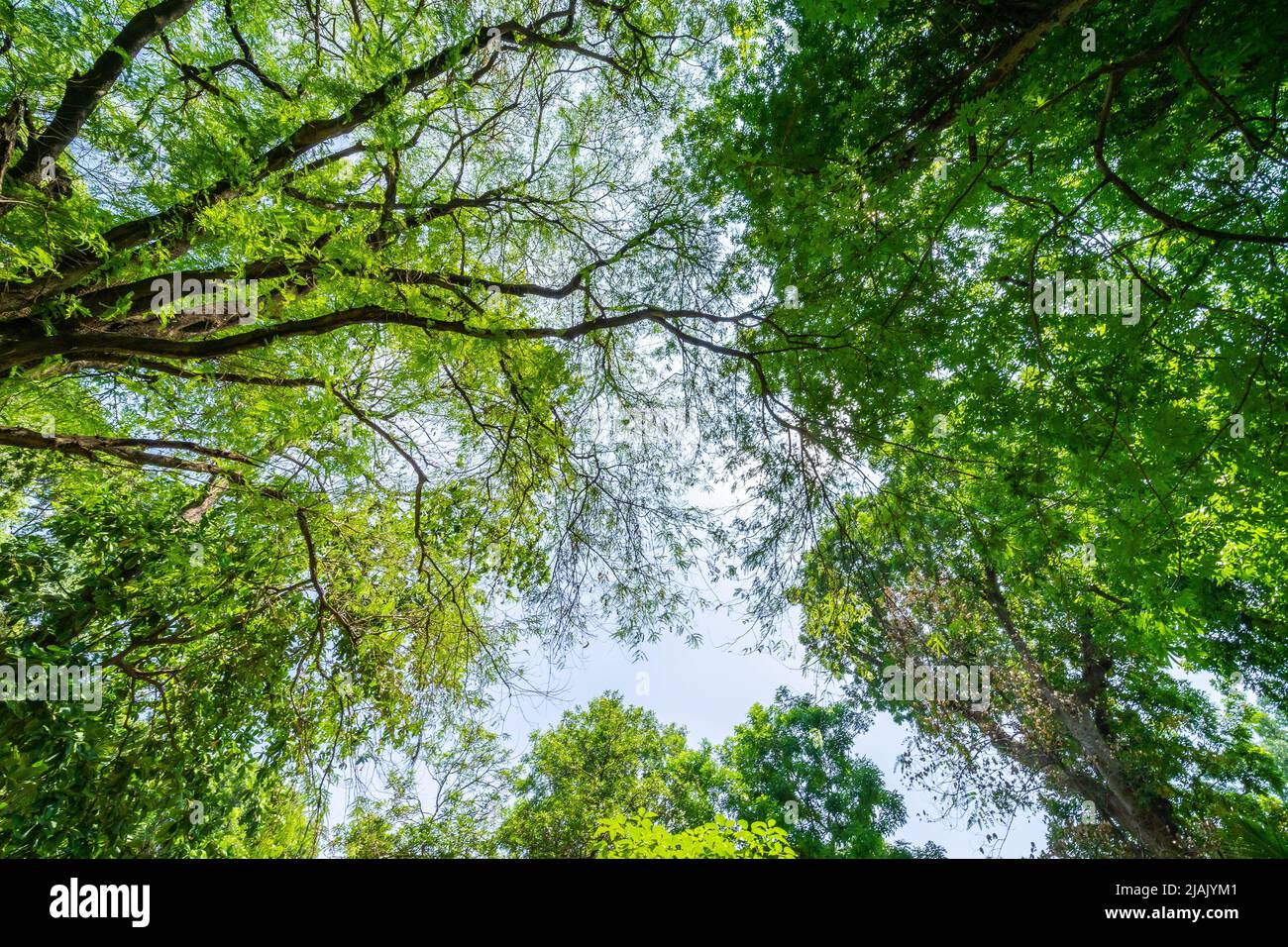 Forest, lush foliage, tall trees. Tree with green leaves and sun light ...