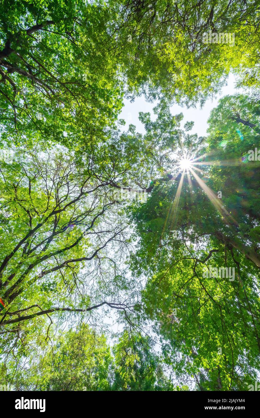 Forest, lush foliage, tall trees. Tree with green leaves and sun light ...