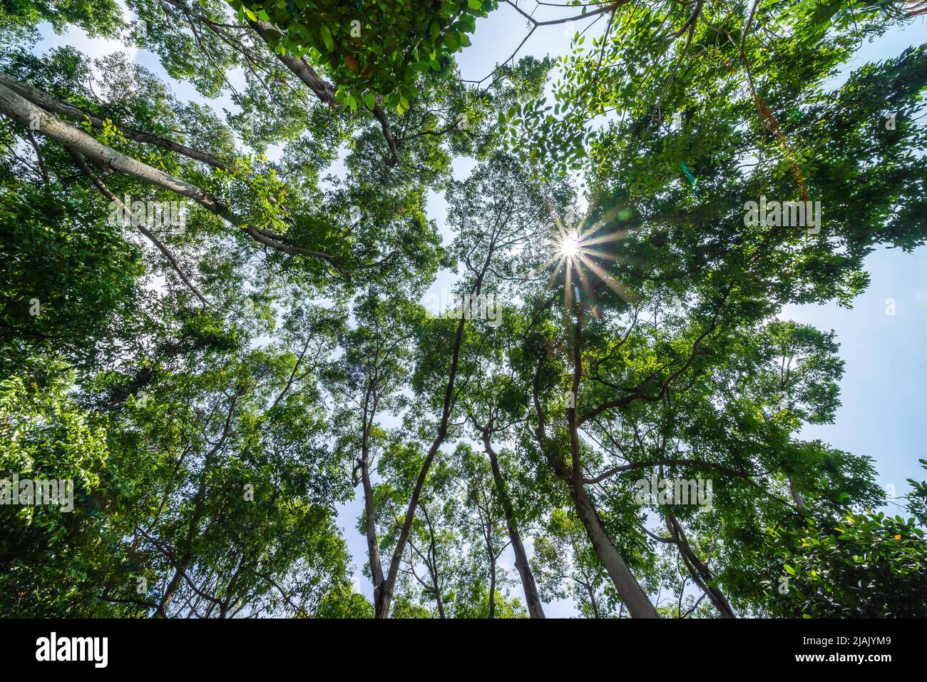 Forest, lush foliage, tall trees. Tree with green leaves and sun light ...