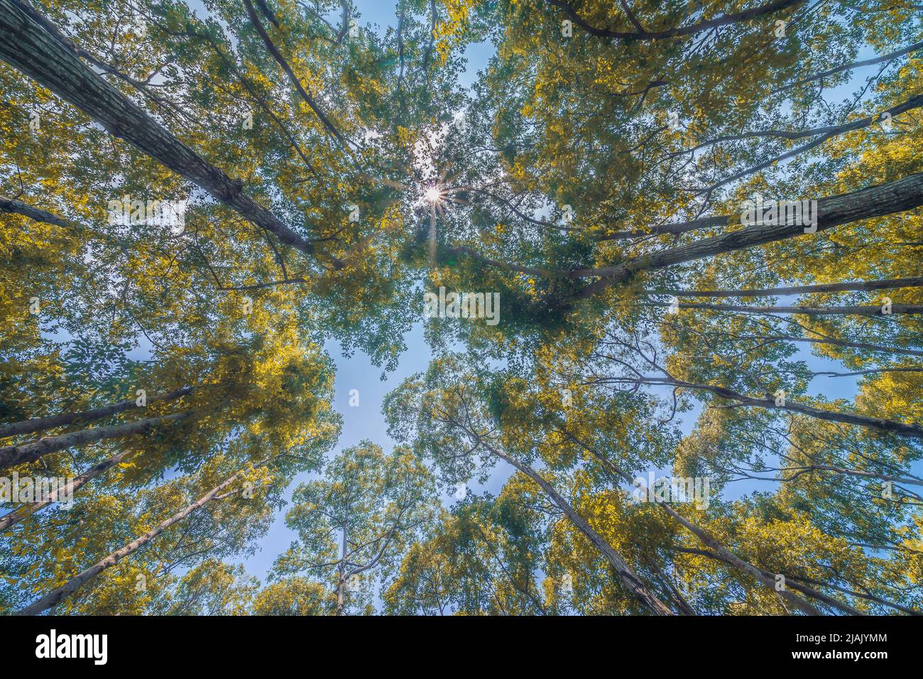 Forest, lush foliage, tall trees. Tree with green leaves and sun light ...