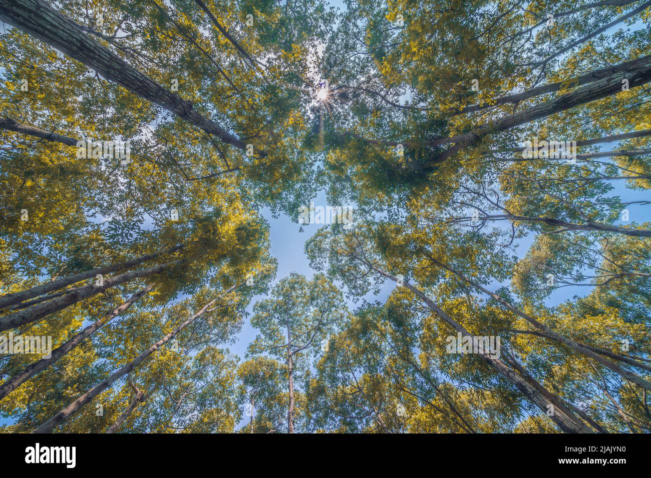 Forest, lush foliage, tall trees. Tree with green leaves and sun light ...