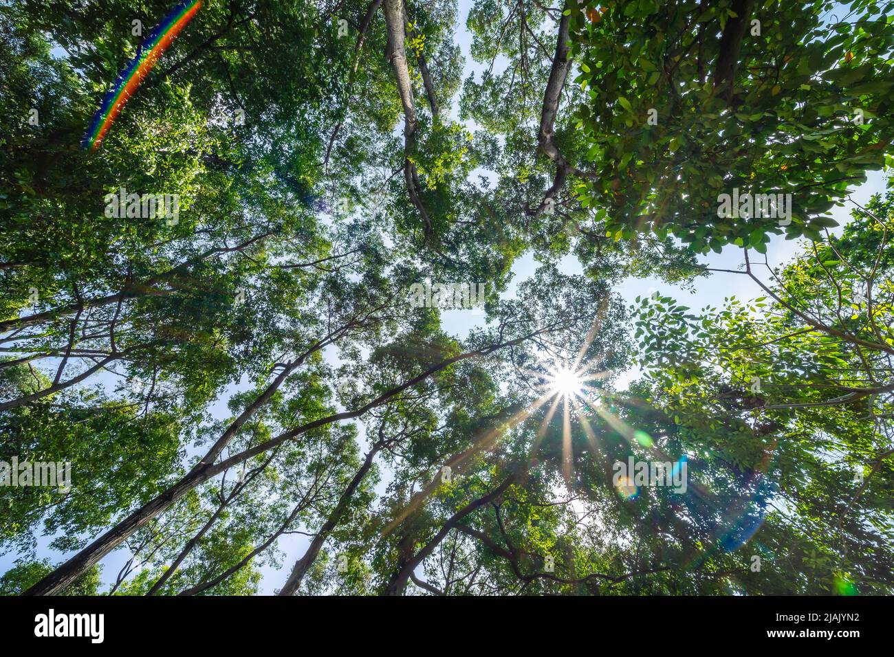 Forest, lush foliage, tall trees. Tree with green leaves and sun light ...