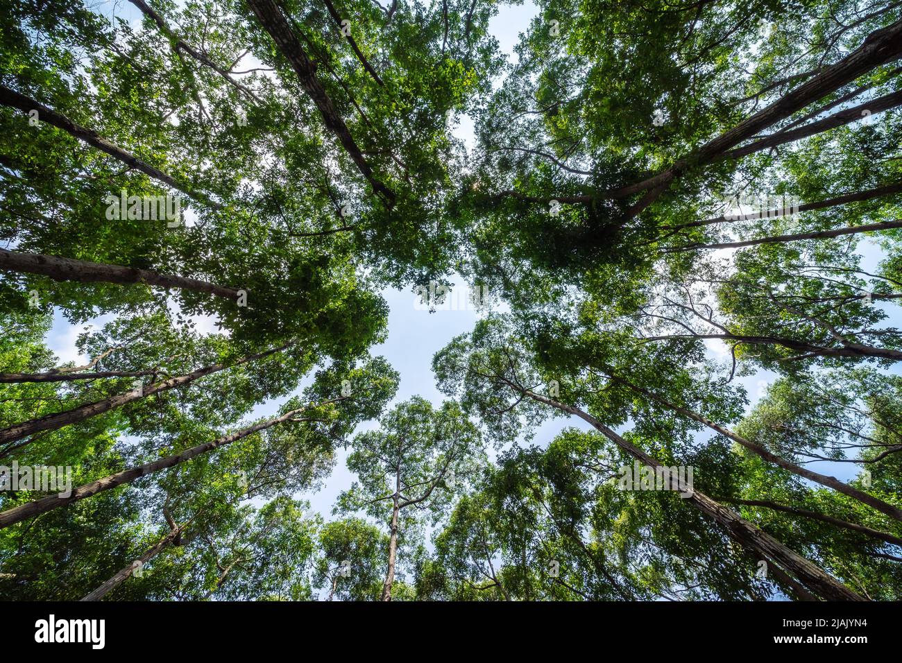 Forest, lush foliage, tall trees. Tree with green leaves and sun light ...