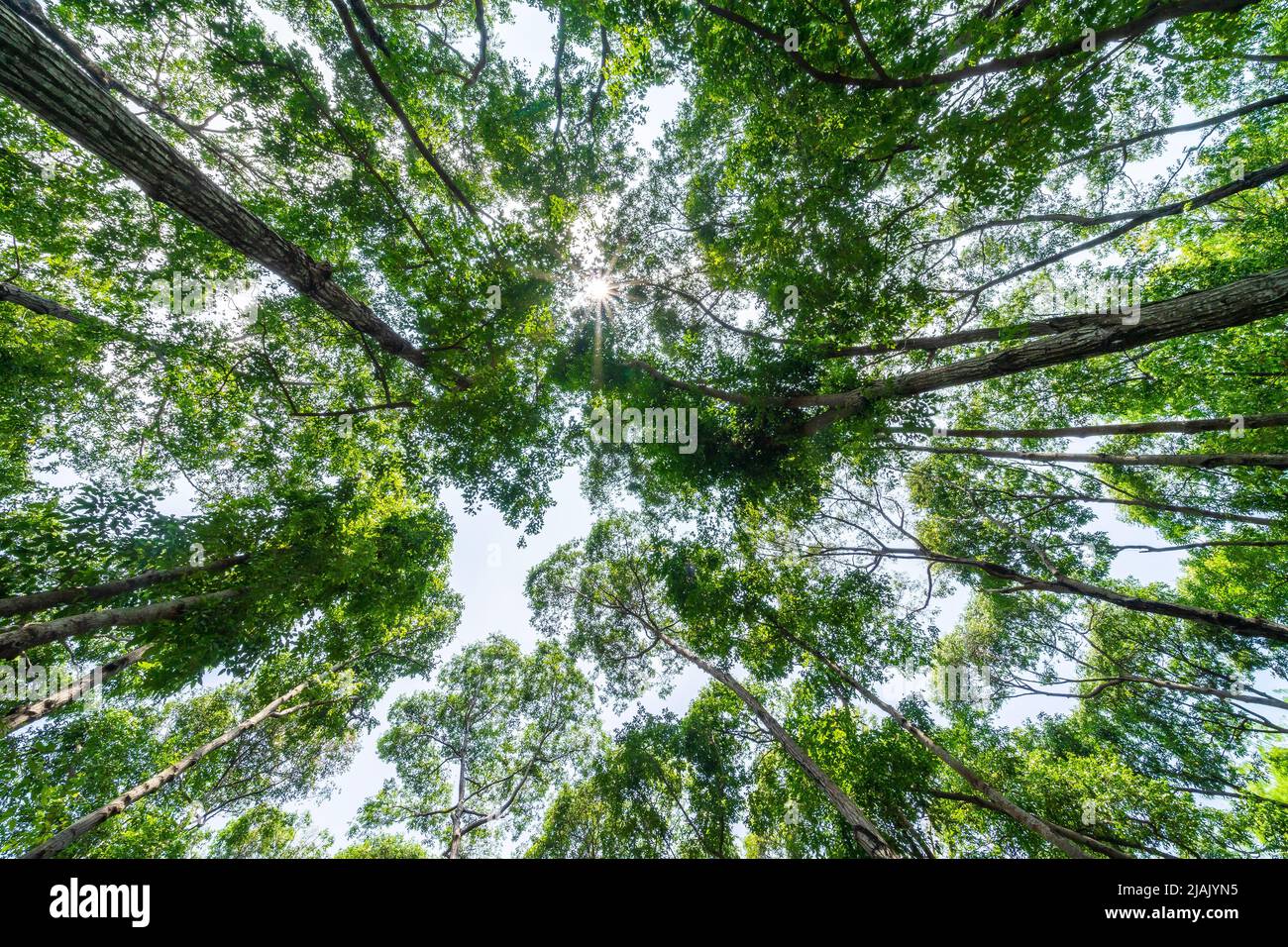 Forest, lush foliage, tall trees. Tree with green leaves and sun light ...