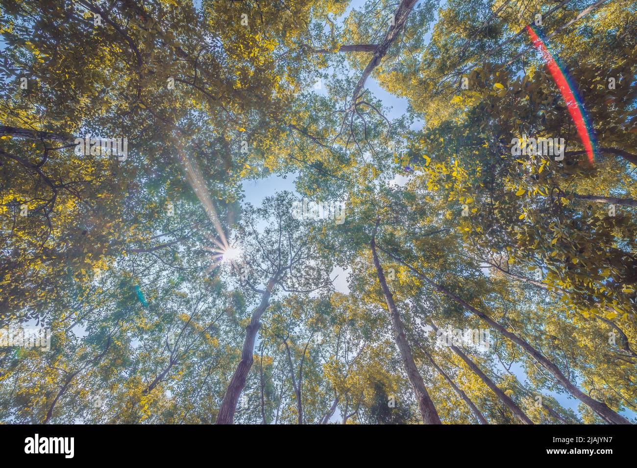 Forest, lush foliage, tall trees. Tree with green leaves and sun light ...
