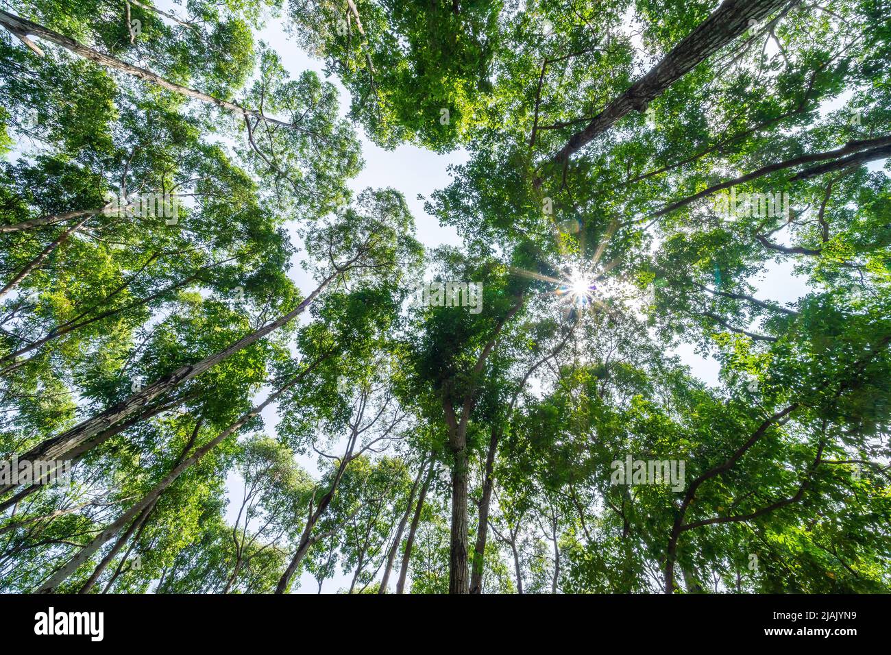Forest, lush foliage, tall trees. Tree with green leaves and sun light ...