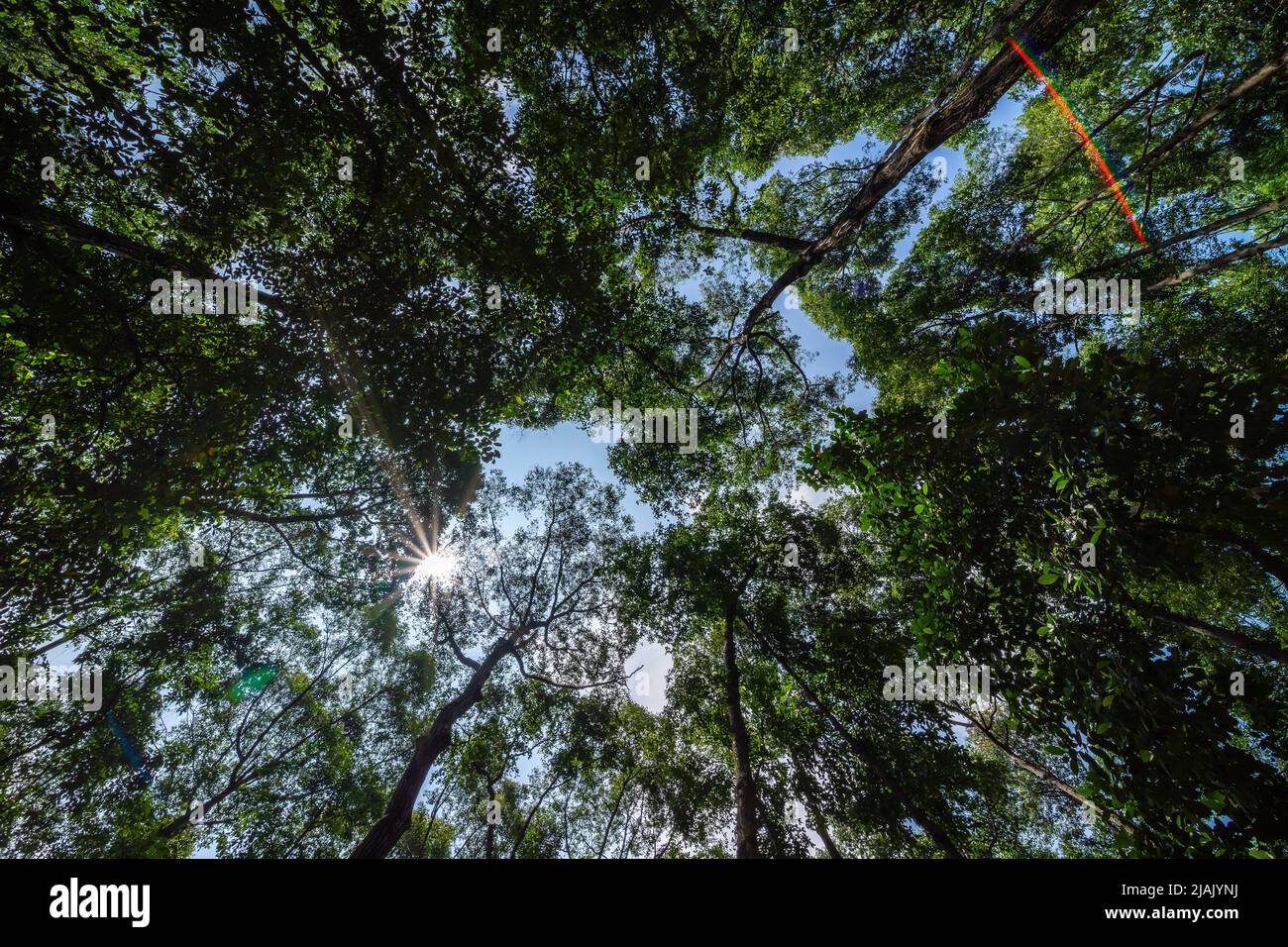 Forest, lush foliage, tall trees. Tree with green leaves and sun light ...