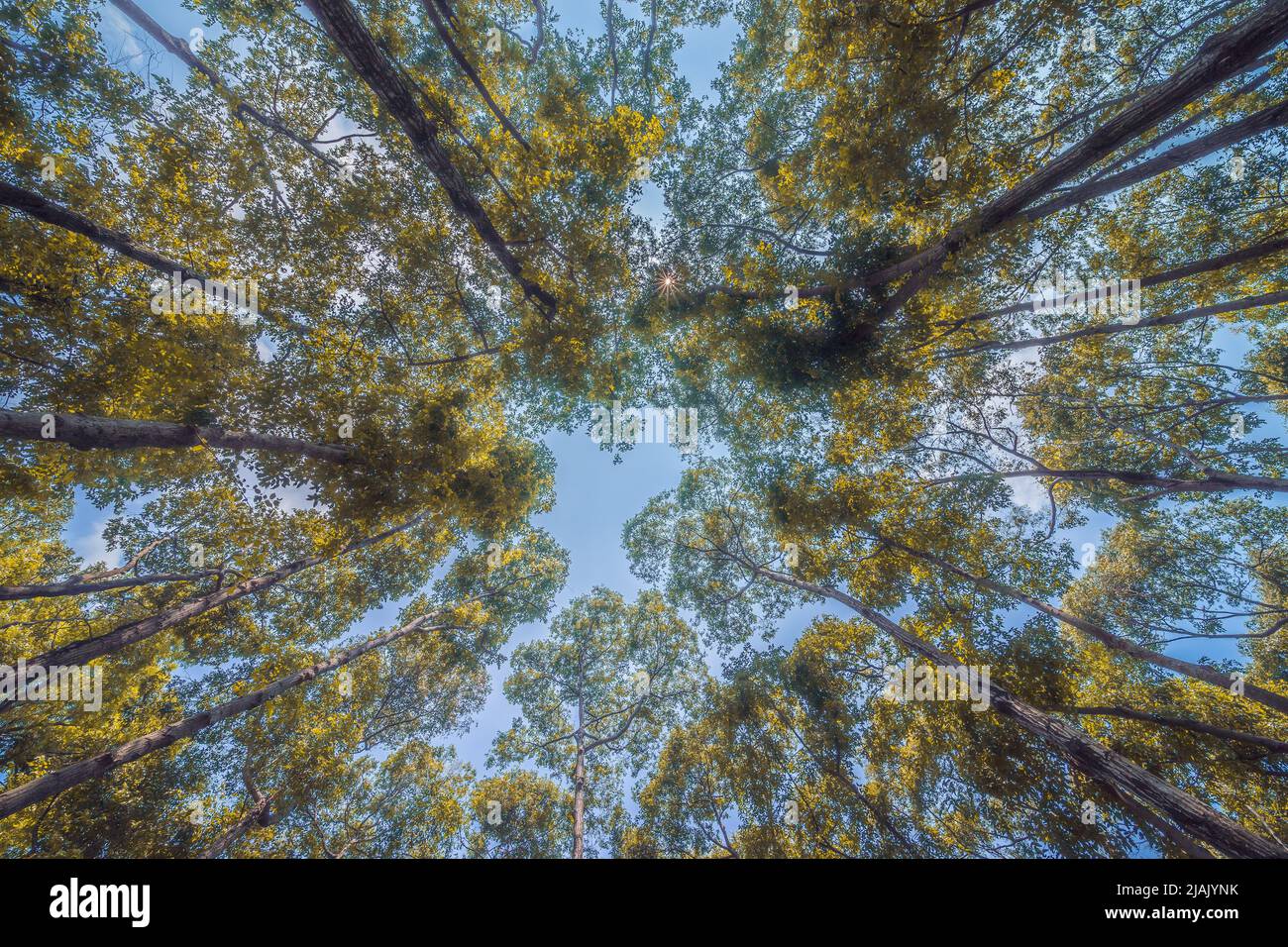 Forest, lush foliage, tall trees. Tree with green leaves and sun light ...