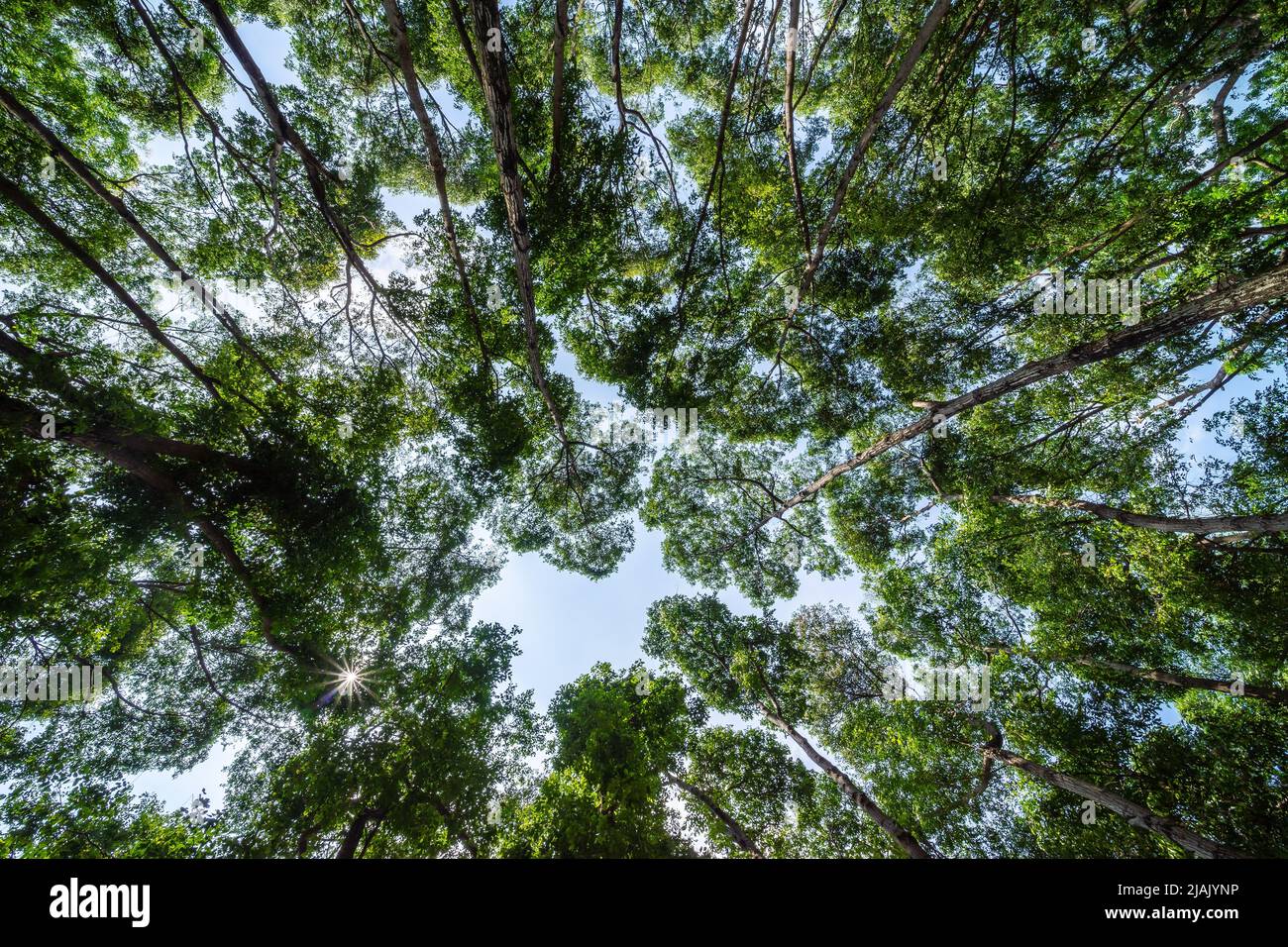 Forest, lush foliage, tall trees. Tree with green leaves and sun light ...