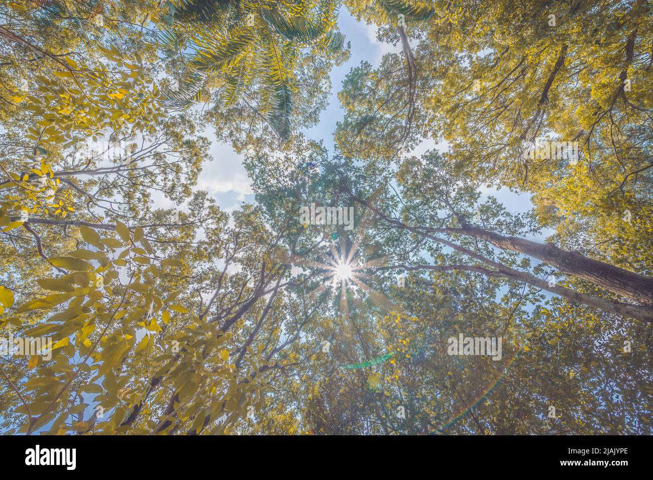 Forest, lush foliage, tall trees. Tree with green leaves and sun light ...