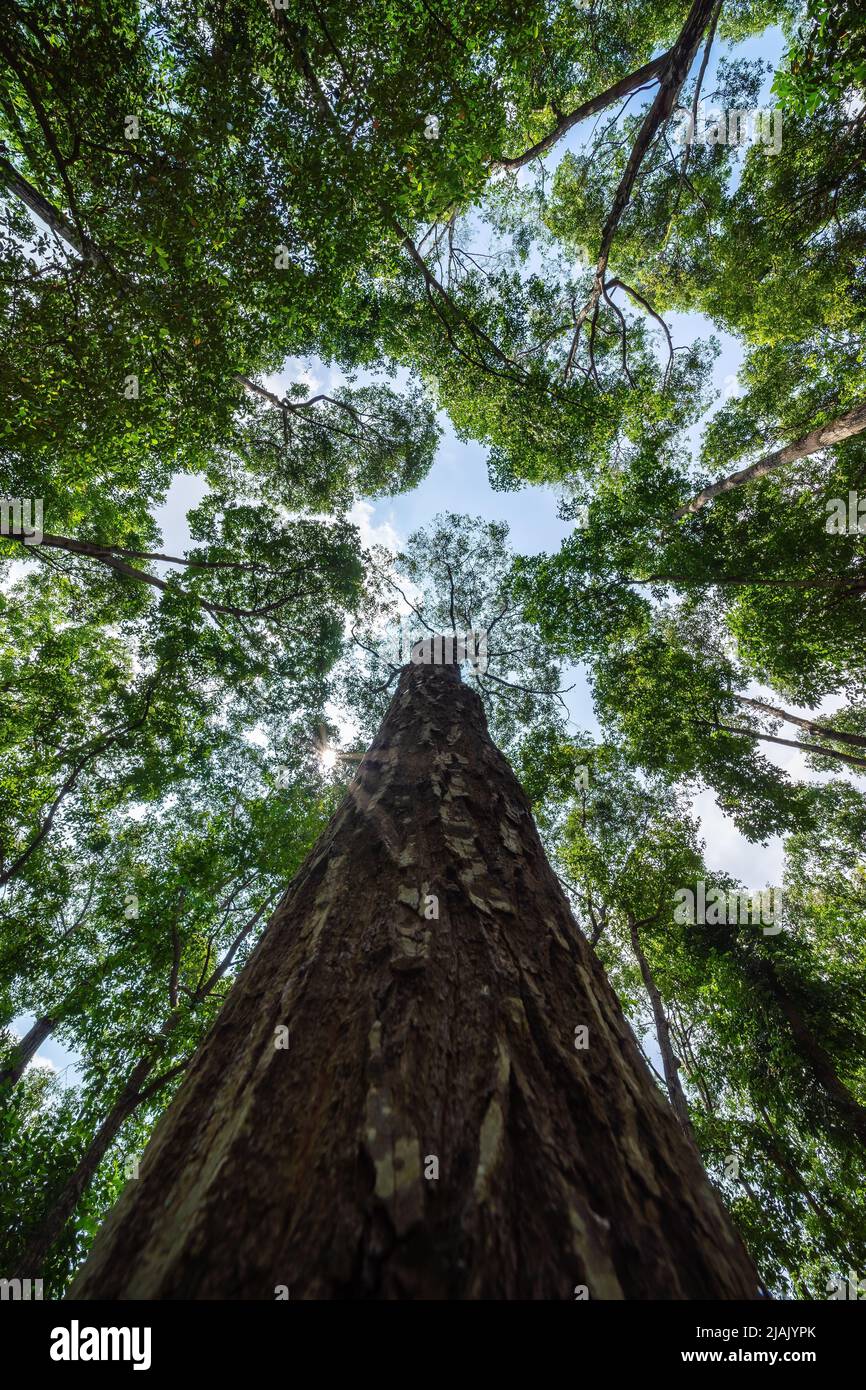 Forest, lush foliage, tall trees. Tree with green leaves and sun light ...