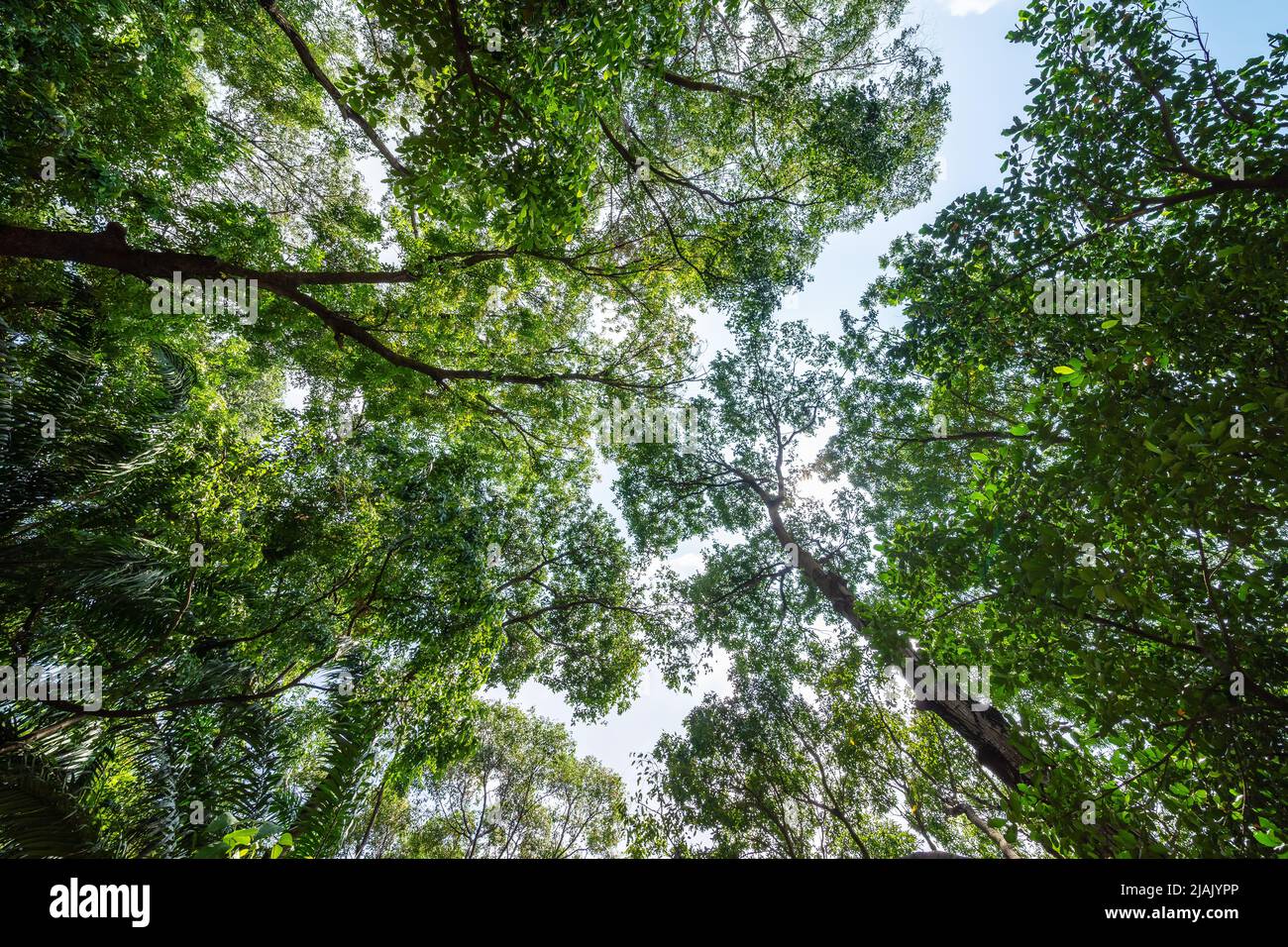Forest, lush foliage, tall trees. Tree with green leaves and sun light ...