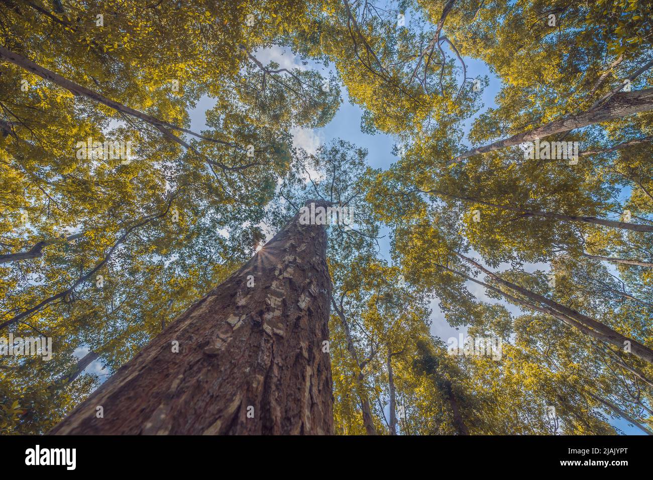 Forest, lush foliage, tall trees. Tree with green leaves and sun light ...