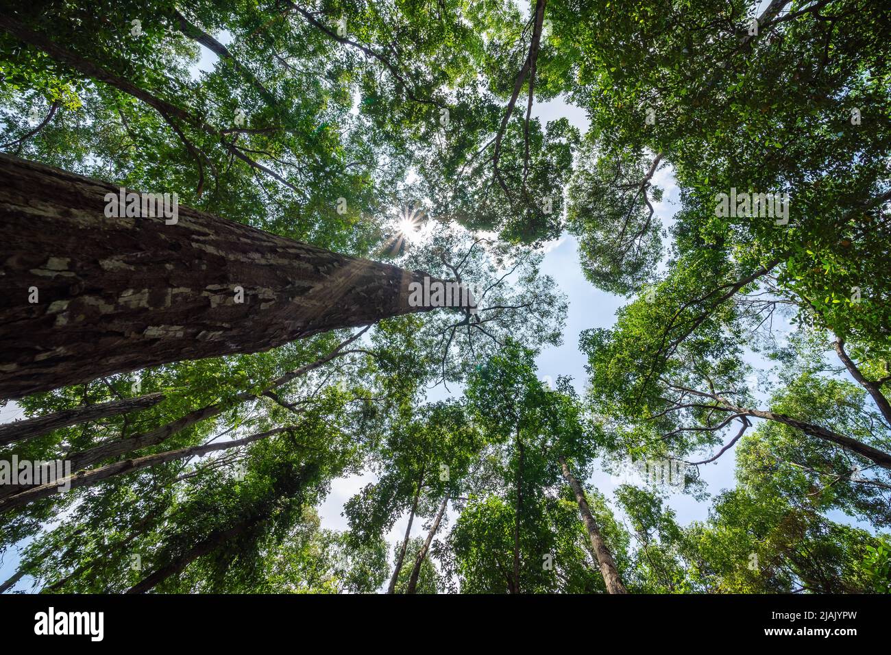 Forest, lush foliage, tall trees. Tree with green leaves and sun light ...