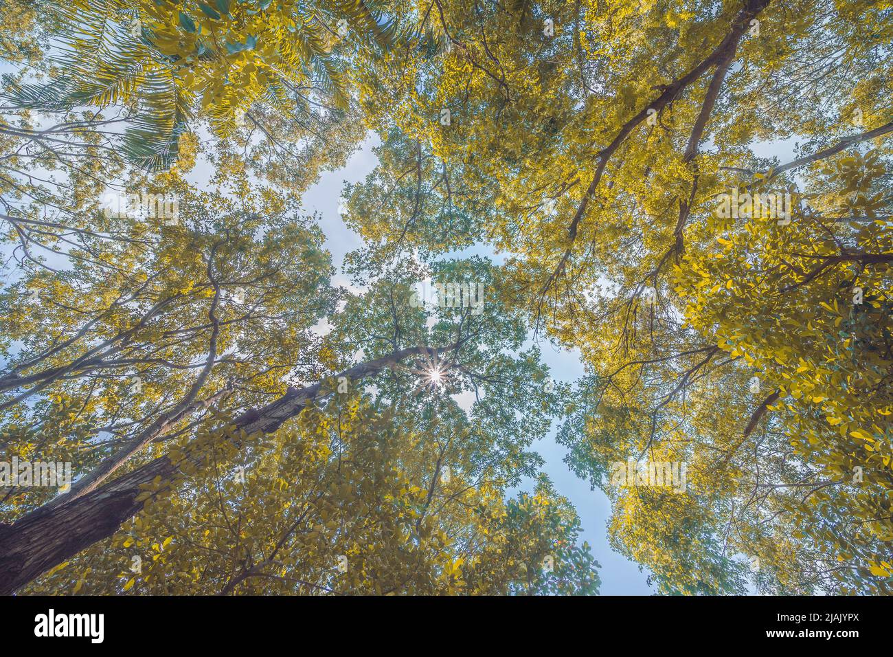 Forest, lush foliage, tall trees. Tree with green leaves and sun light ...