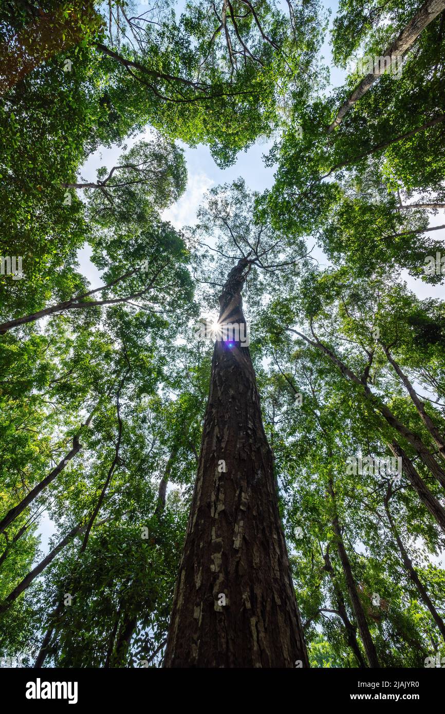 Forest, lush foliage, tall trees. Tree with green leaves and sun light ...