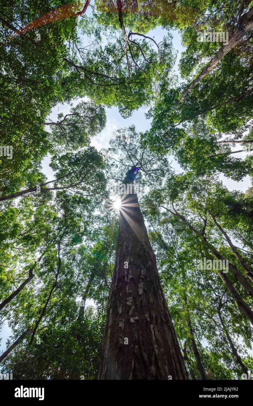 Forest, lush foliage, tall trees. Tree with green leaves and sun light ...
