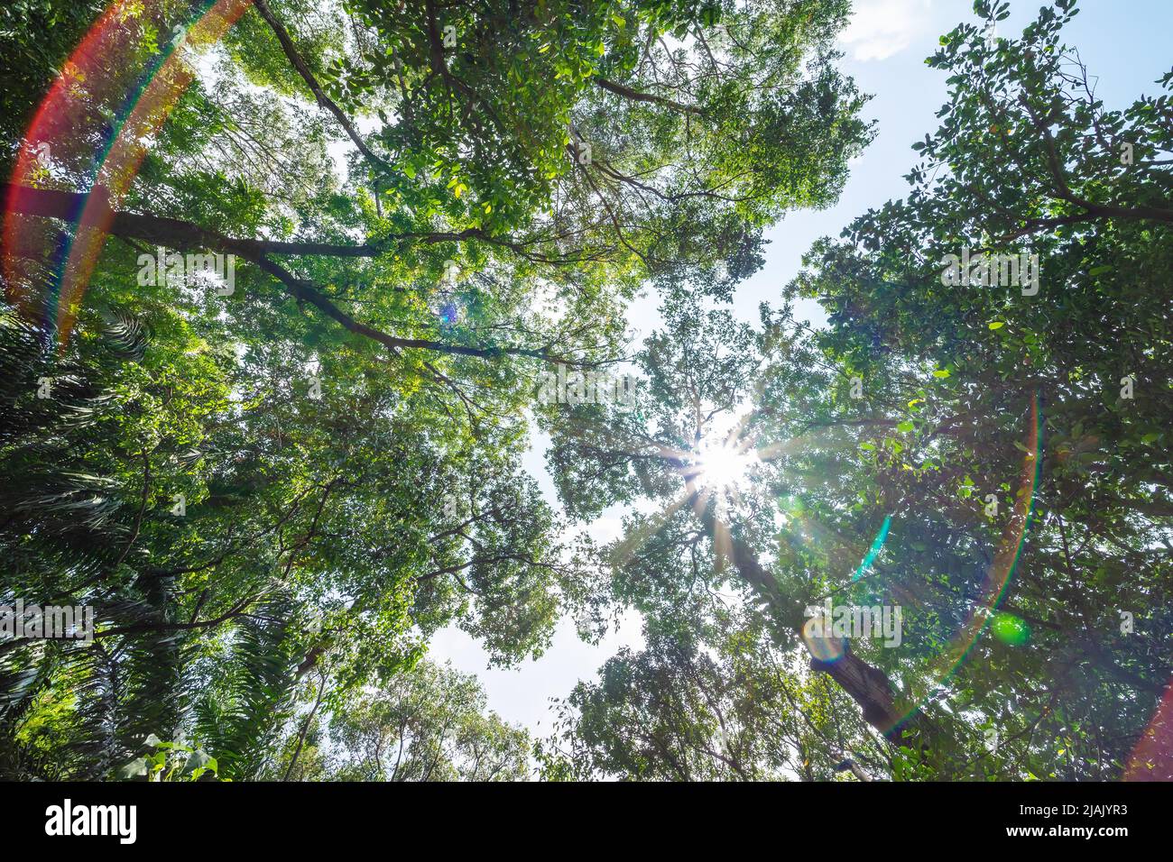 Forest, lush foliage, tall trees. Tree with green leaves and sun light ...