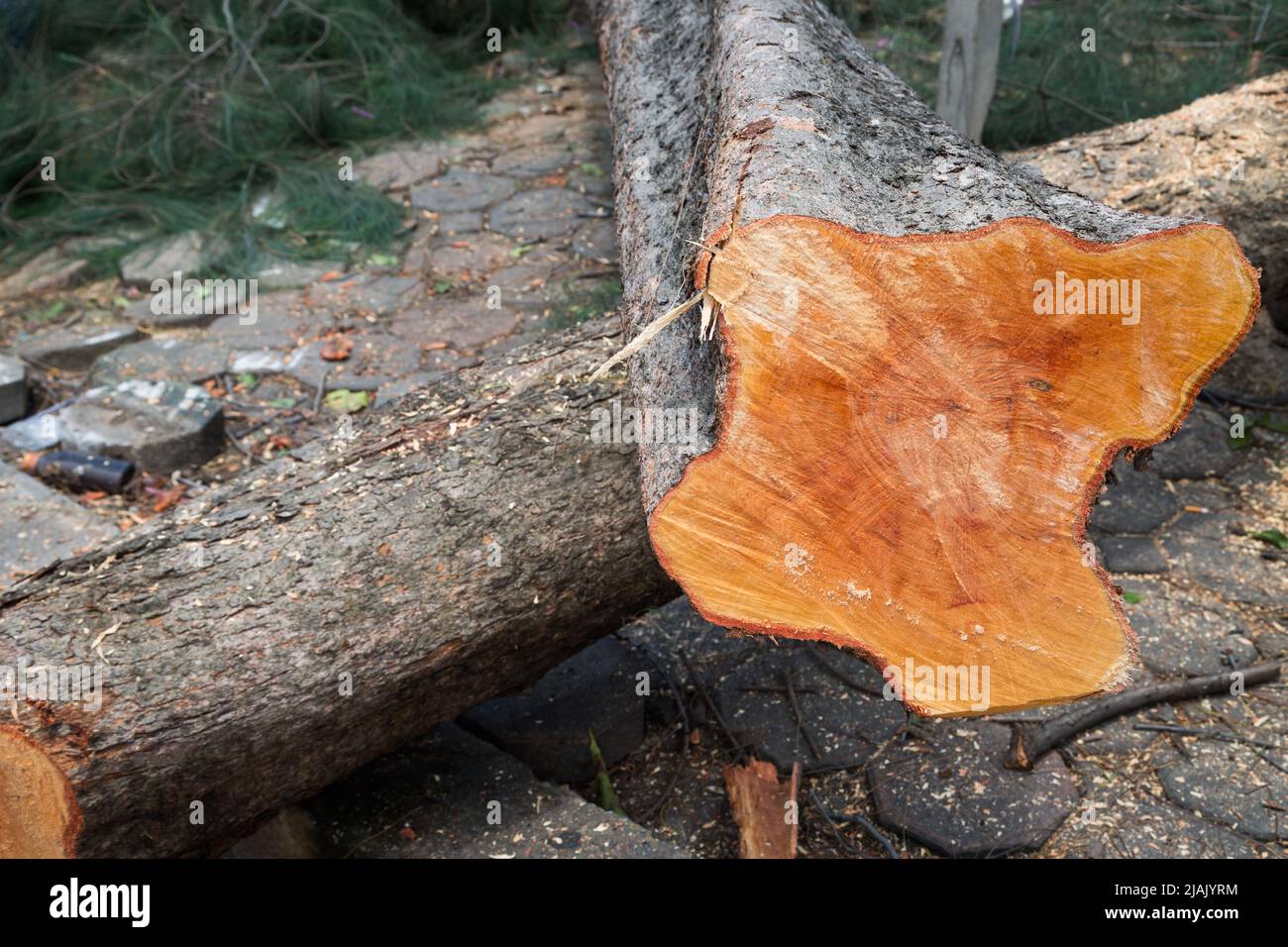 Cut down pine tree nature background Stock Photo - Alamy