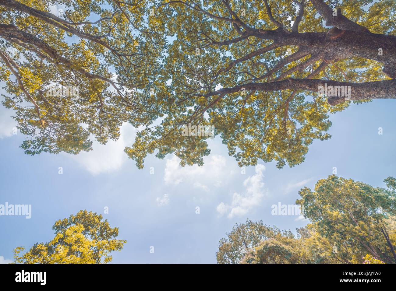 Forest, lush foliage, tall trees. Tree with green leaves and sun light ...