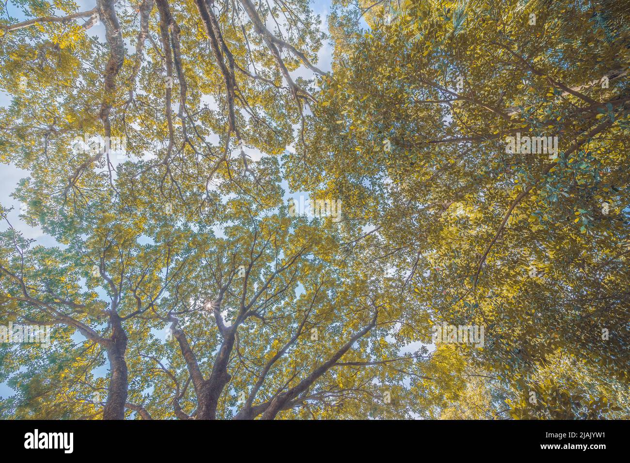 Forest, lush foliage, tall trees. Tree with green leaves and sun light ...