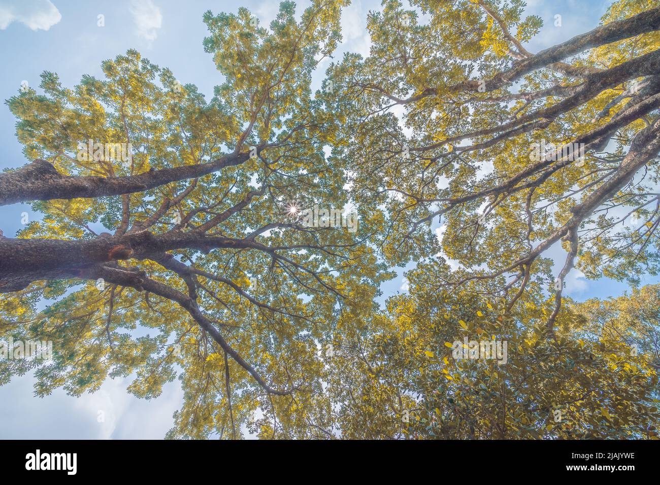 Forest, lush foliage, tall trees. Tree with green leaves and sun light ...