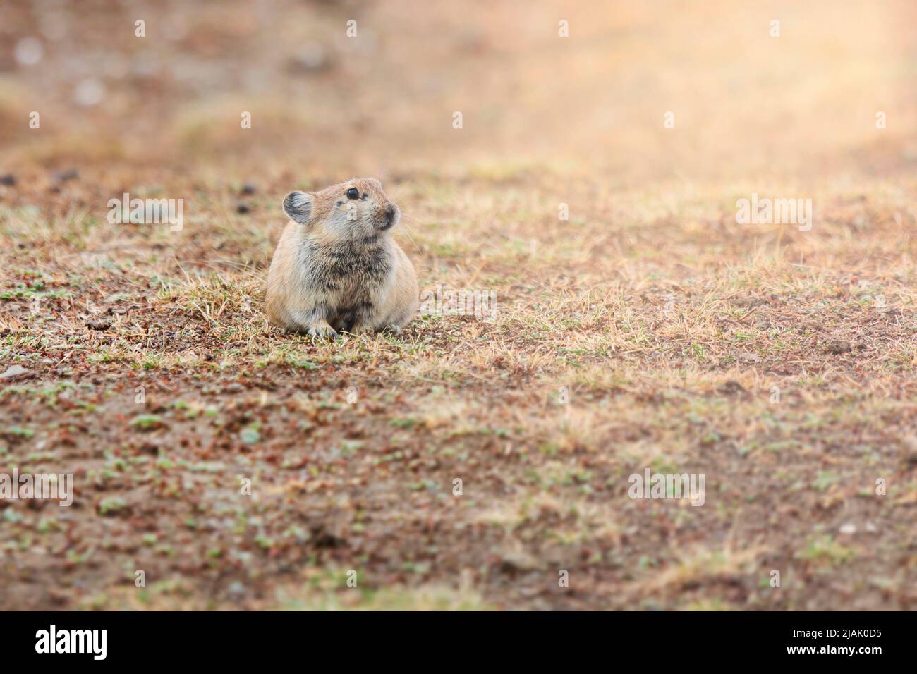 Wild Plateau Pika (Ochotona curzoniae) in Tibet Stock Photo - Alamy