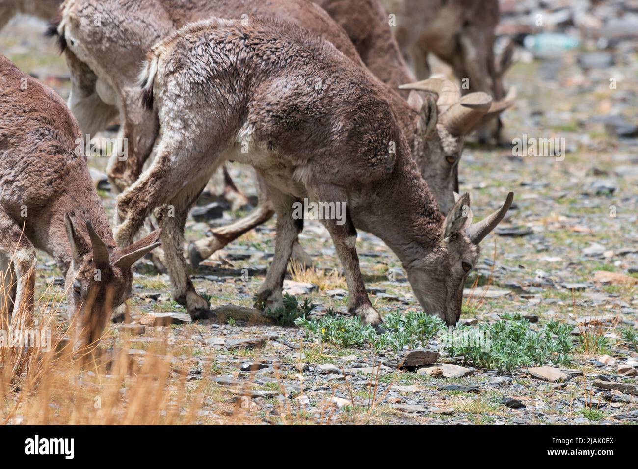 Wild blue sheep (Bharal) in Tibet Stock Photo - Alamy