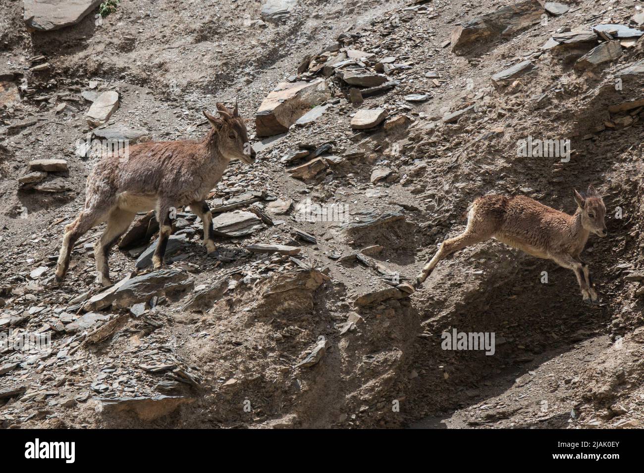 Wild blue sheep (Bharal) in Tibet Stock Photo - Alamy