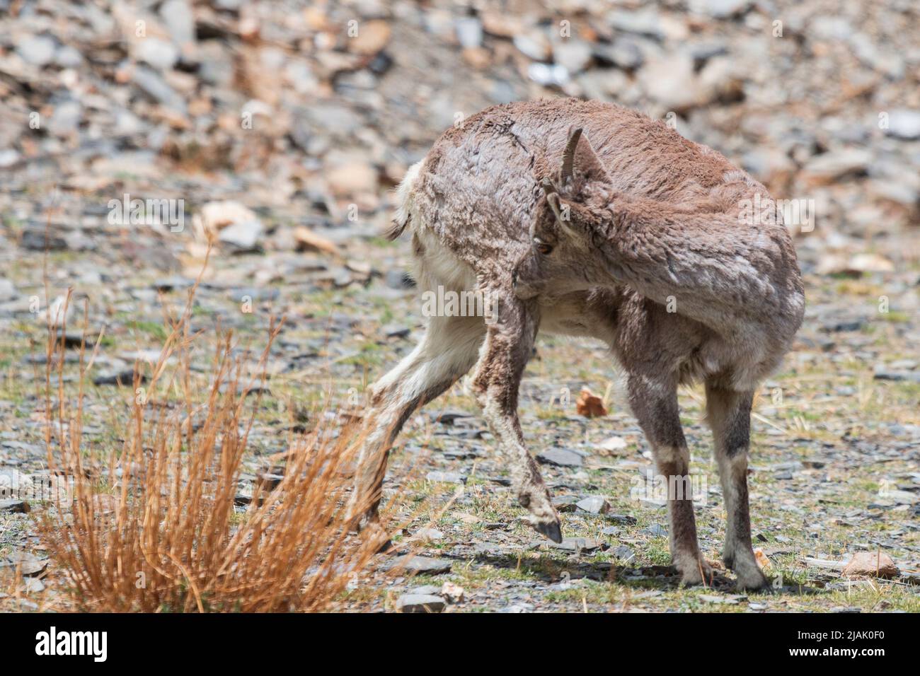 Wild blue sheep (Bharal) in Tibet Stock Photo - Alamy