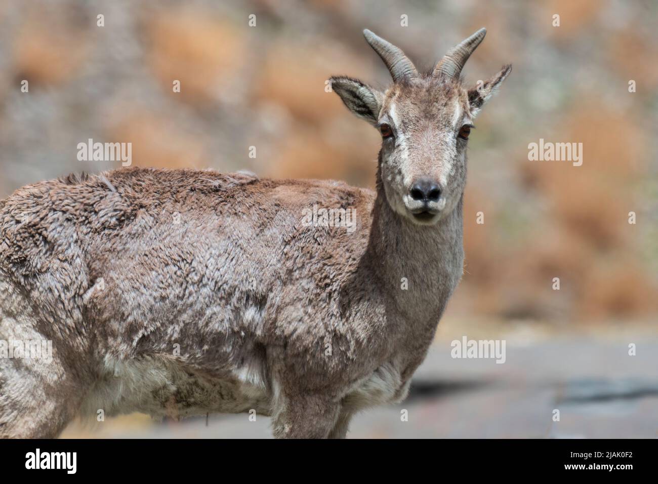 Wild blue sheep (Bharal) in Tibet Stock Photo - Alamy