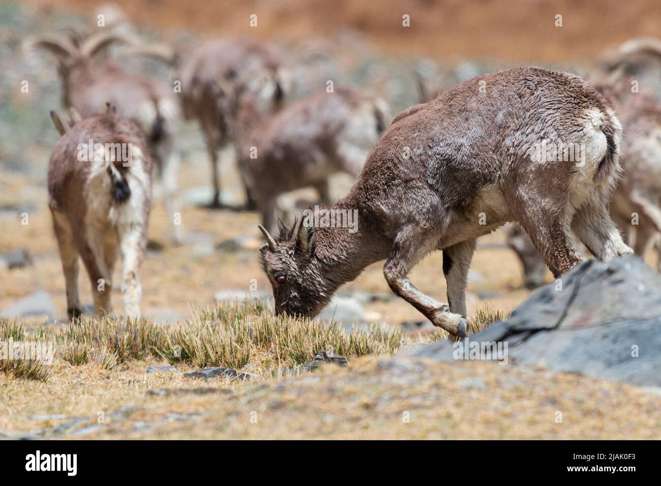 Wild blue sheep (Bharal) in Tibet Stock Photo - Alamy