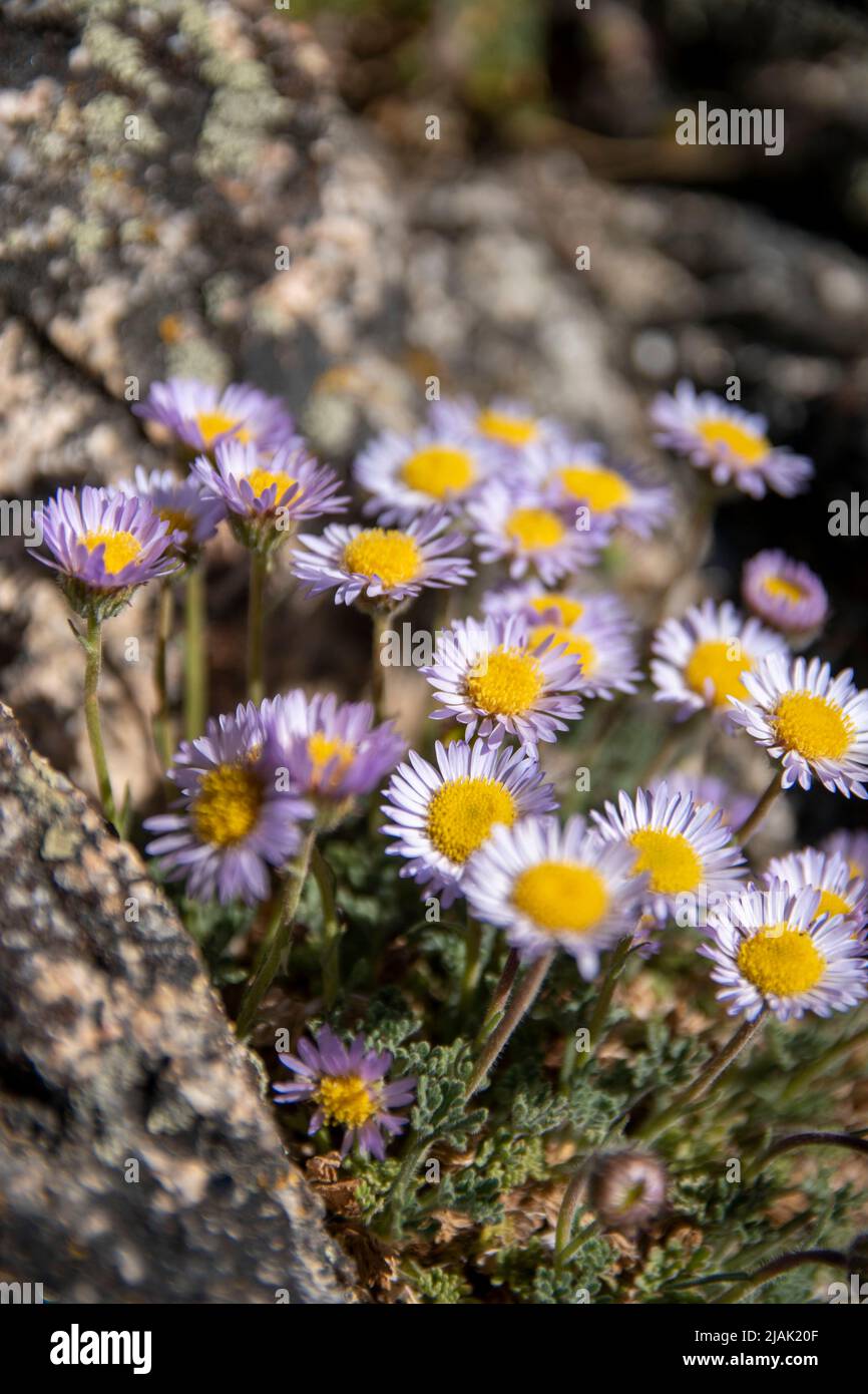 Donkey Lake is one of many alpine lakes in the Eastern Sierra of Inyo ...