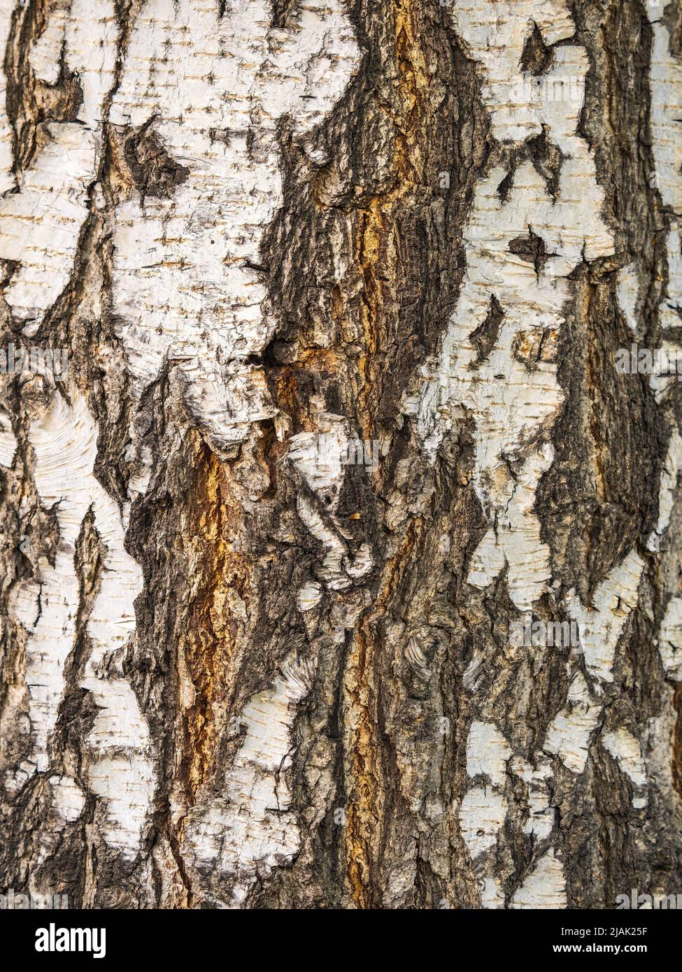 Birch bark texture. The texture of the birch bark. Birch bark ...