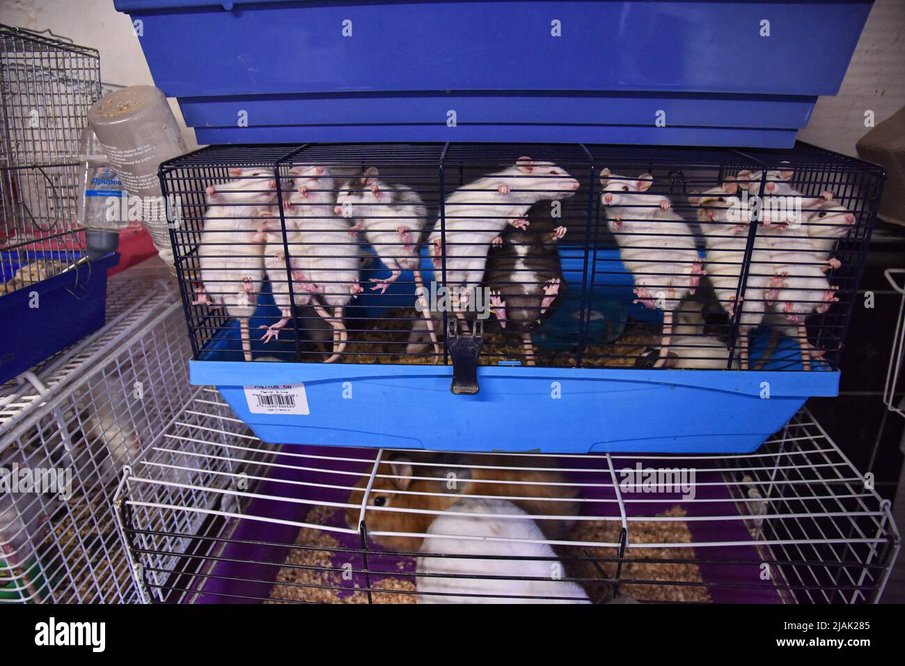 Lviv, Ukraine. 29th May, 2022. Rats rescued by volunteers from Kharkiv ...