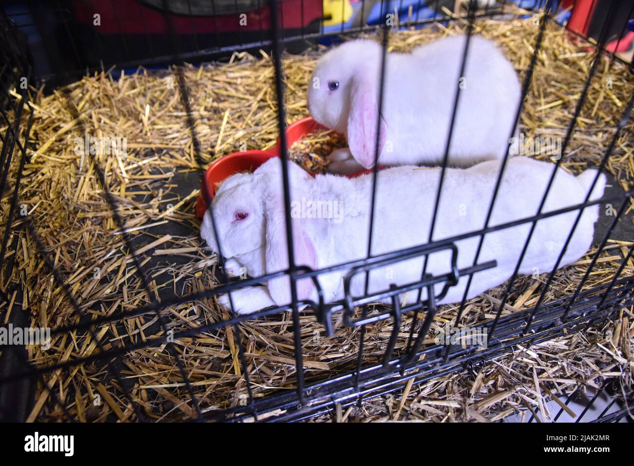 Rescue animals hi-res stock photography and images - Alamy