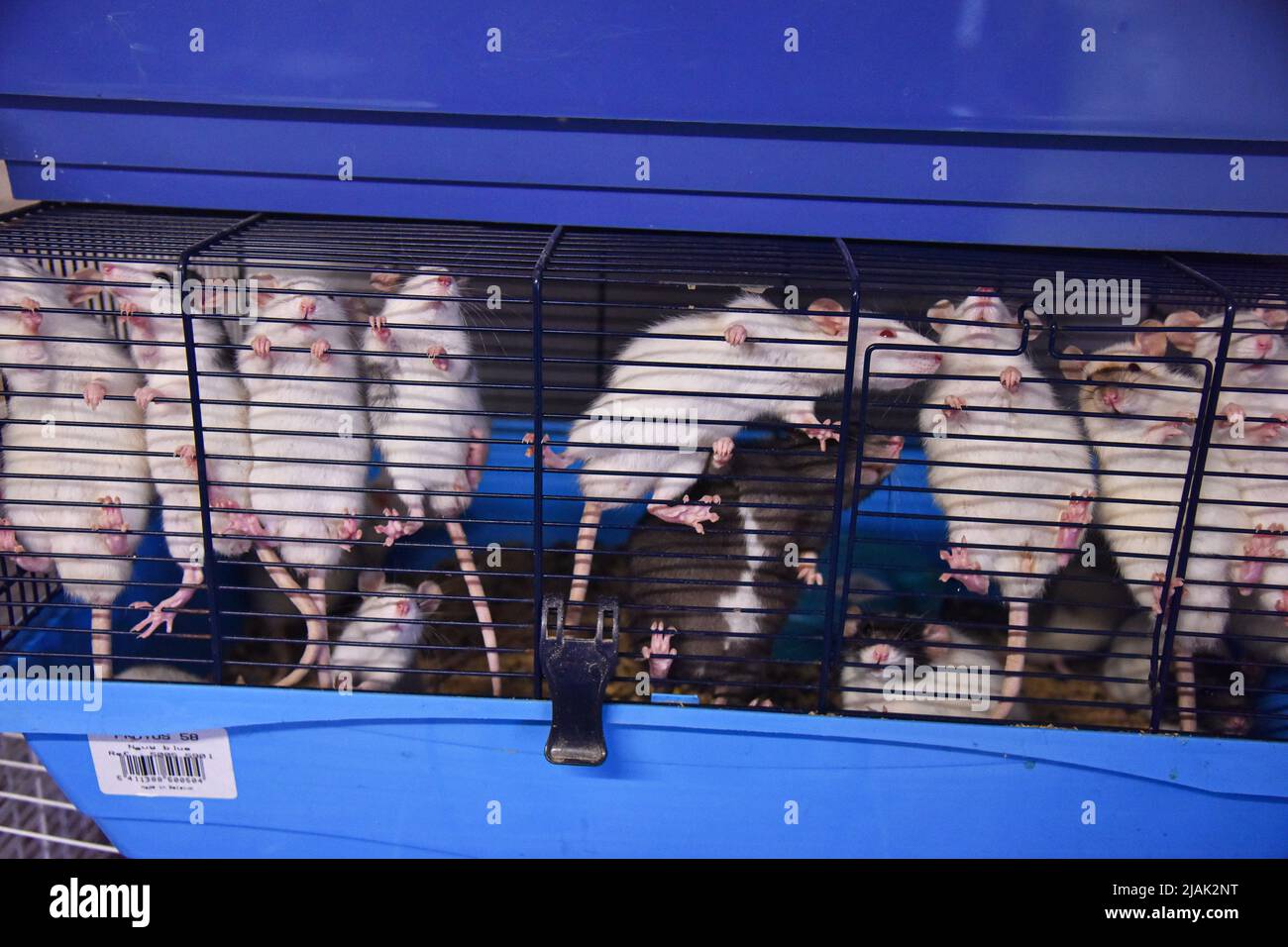 Rats rescued by volunteers from Kharkiv, where Russian troops are ...